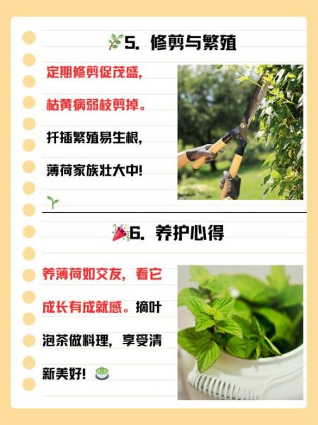 薄荷怎么养_薄荷多久浇一次水-第3张图片-山城妙识 薄荷怎么养_薄荷多久浇一次水-第3张图片-山城妙识