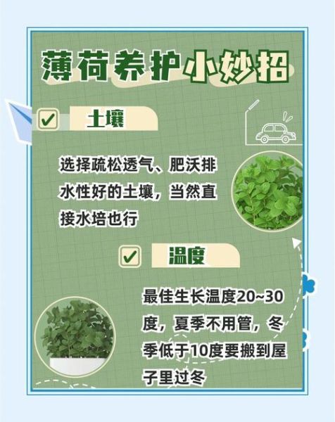 薄荷怎么养_薄荷多久浇一次水-第1张图片-山城妙识 薄荷怎么养_薄荷多久浇一次水-第1张图片-山城妙识