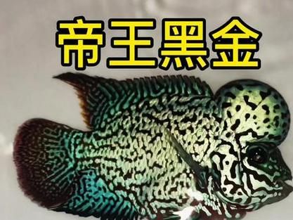 最贵罗汉鱼100万_为什么这么贵-第3张图片-山城妙识 最贵罗汉鱼100万_为什么这么贵-第3张图片-山城妙识