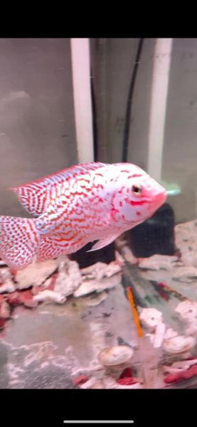 最贵罗汉鱼100万_为什么这么贵-第2张图片-山城妙识 最贵罗汉鱼100万_为什么这么贵-第2张图片-山城妙识