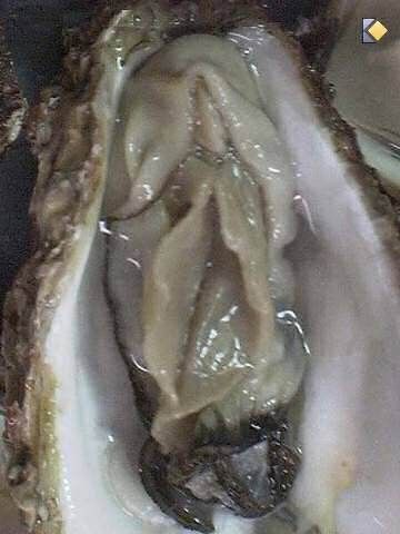 生蚝像女生下面_是真的吗-第1张图片-山城妙识