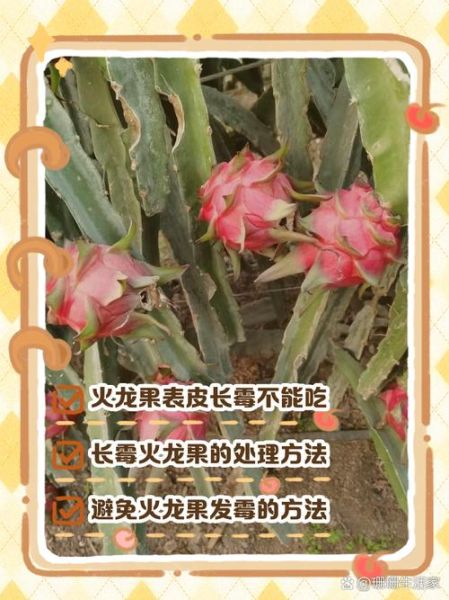 火龙果皮烂了还能吃吗_火龙果皮发霉了怎么处理-第1张图片-山城妙识 火龙果皮烂了还能吃吗_火龙果皮发霉了怎么处理-第1张图片-山城妙识