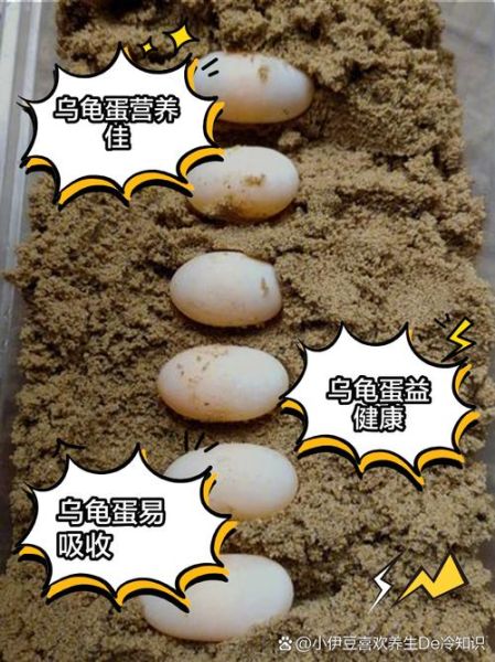 乌龟蛋可以吃吗_乌龟蛋怎么吃安全-第1张图片-山城妙识 乌龟蛋可以吃吗_乌龟蛋怎么吃安全-第1张图片-山城妙识