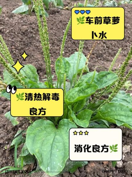 车前草的功效与副作用_车前草能长期泡水喝吗-第1张图片-山城妙识 车前草的功效与副作用_车前草能长期泡水喝吗-第1张图片-山城妙识