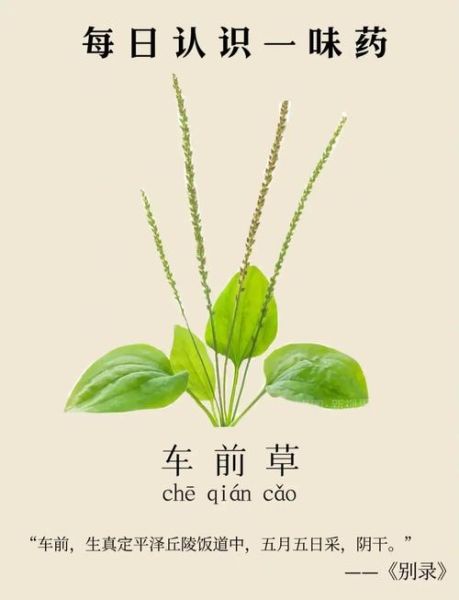 车前草的功效与副作用_车前草能长期泡水喝吗-第3张图片-山城妙识 车前草的功效与副作用_车前草能长期泡水喝吗-第3张图片-山城妙识