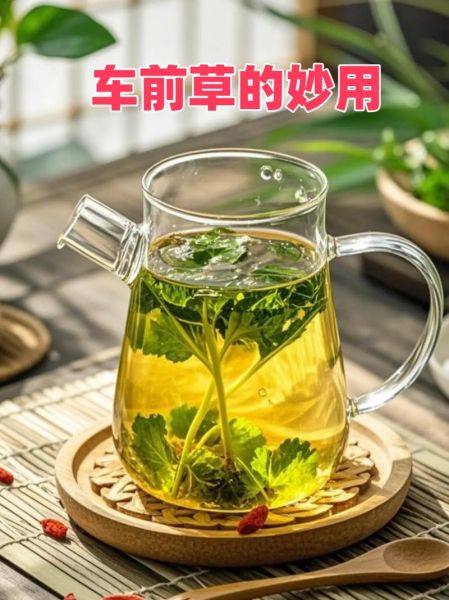 车前草的功效与副作用_车前草能长期泡水喝吗-第2张图片-山城妙识 车前草的功效与副作用_车前草能长期泡水喝吗-第2张图片-山城妙识