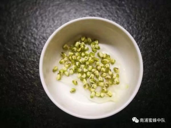 绿豆观察日记7天怎么写_绿豆发芽全过程记录-第3张图片-山城妙识 绿豆观察日记7天怎么写_绿豆发芽全过程记录-第3张图片-山城妙识