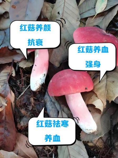 红菇的功效与作用_红菇的禁忌人群有哪些-第2张图片-山城妙识