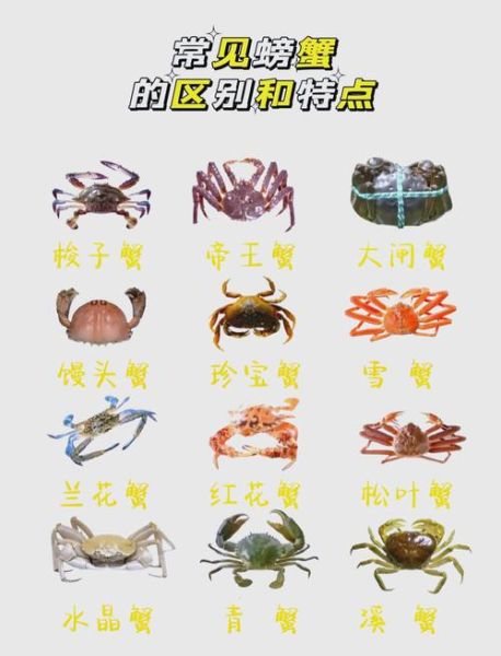 海蟹品种大全_哪种最好吃-第1张图片-山城妙识 海蟹品种大全_哪种最好吃-第1张图片-山城妙识
