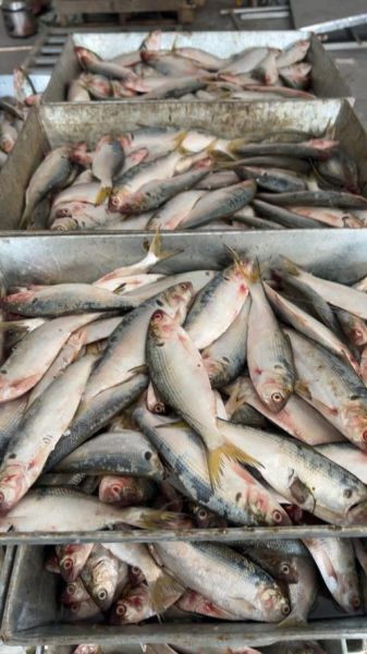 鲥鱼图片价格_鲥鱼多少钱一斤-第2张图片-山城妙识