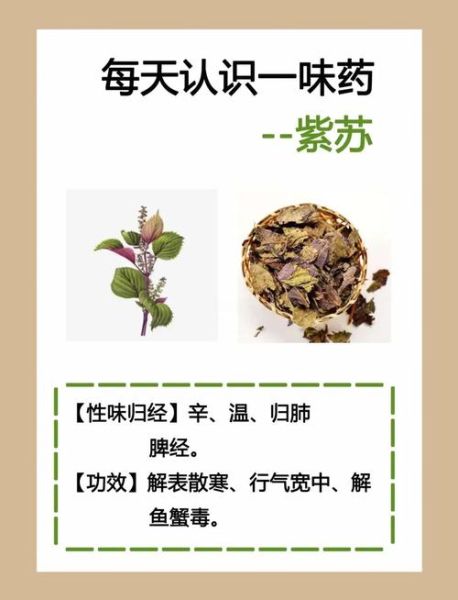 女人吃紫苏有什么好处_紫苏对女性的功效-第2张图片-山城妙识