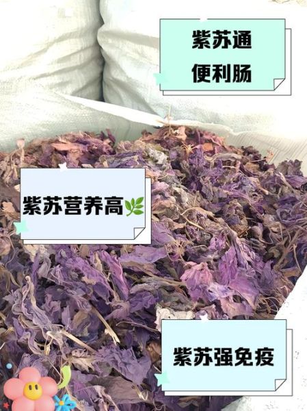女人吃紫苏有什么好处_紫苏对女性的功效-第3张图片-山城妙识