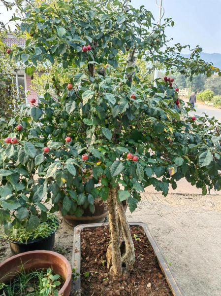 山里红的功效与作用_山里红怎么泡水喝-第1张图片-山城妙识 山里红的功效与作用_山里红怎么泡水喝-第1张图片-山城妙识