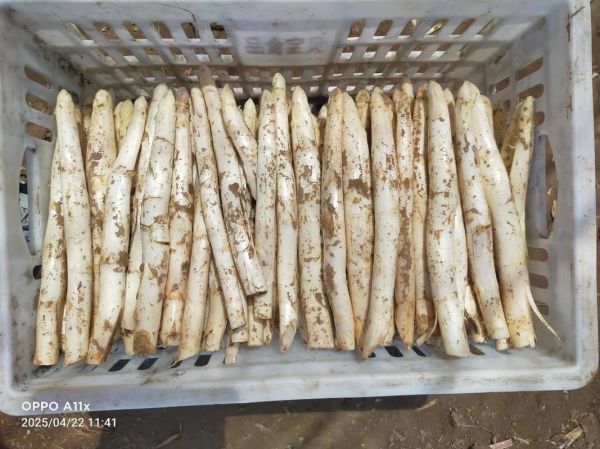 白芦笋哪里最好吃_白芦笋产地怎么选-第2张图片-山城妙识 白芦笋哪里最好吃_白芦笋产地怎么选-第2张图片-山城妙识