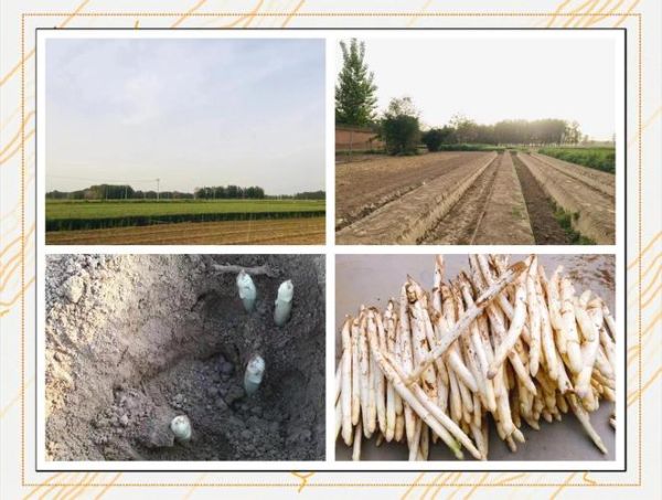 白芦笋哪里最好吃_白芦笋产地怎么选-第3张图片-山城妙识 白芦笋哪里最好吃_白芦笋产地怎么选-第3张图片-山城妙识