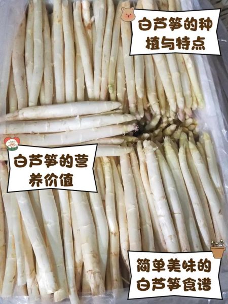 白芦笋哪里最好吃_白芦笋产地怎么选-第1张图片-山城妙识 白芦笋哪里最好吃_白芦笋产地怎么选-第1张图片-山城妙识