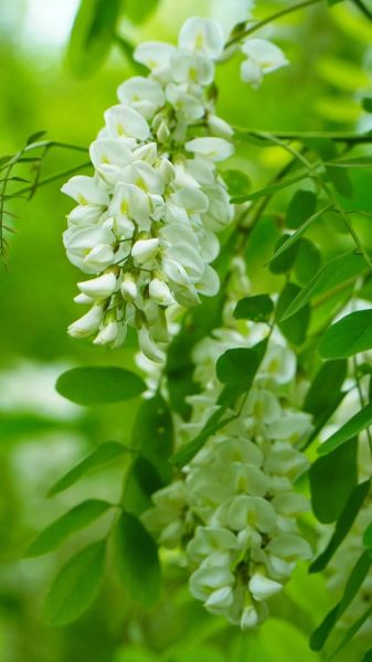 洋槐花图片大全大图_洋槐花长什么样-第2张图片-山城妙识