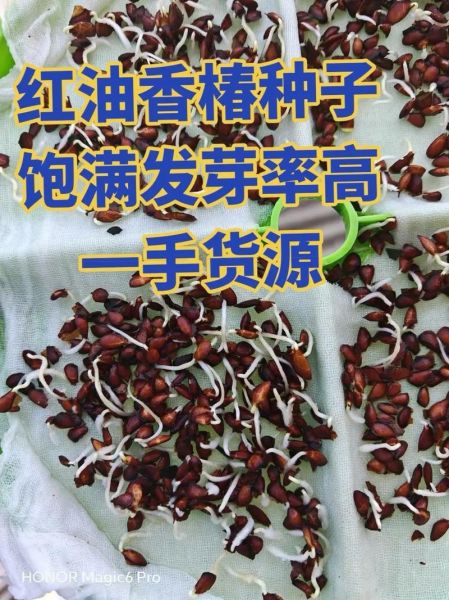 香椿树的种子怎么种_香椿种子几月播种最好-第2张图片-山城妙识