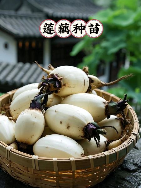 种植20亩莲藕要多少钱_莲藕种植成本预算-第1张图片-山城妙识