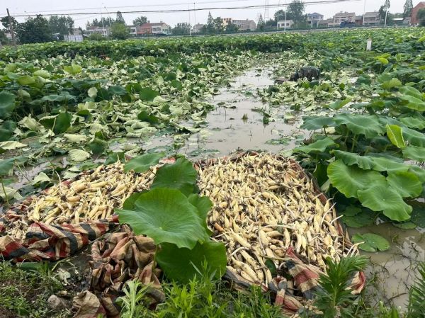 种植20亩莲藕要多少钱_莲藕种植成本预算-第3张图片-山城妙识