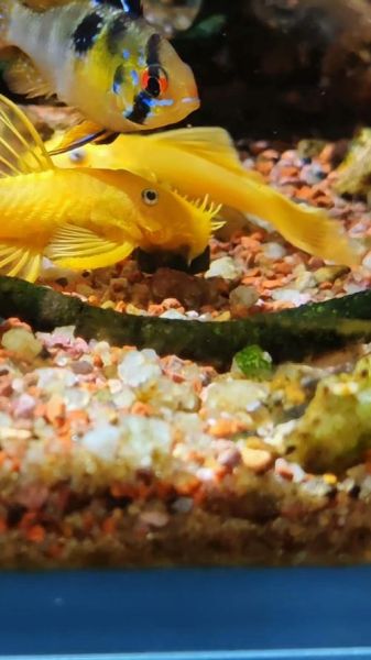 胡子鱼怎么养_胡子鱼水温多少合适-第3张图片-山城妙识