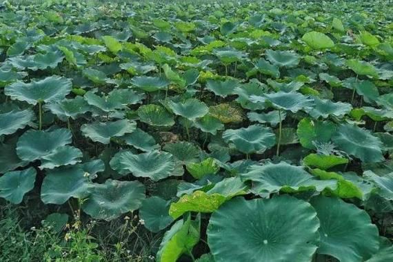 种植20亩莲藕要多少钱_莲藕种植成本预算-第2张图片-山城妙识