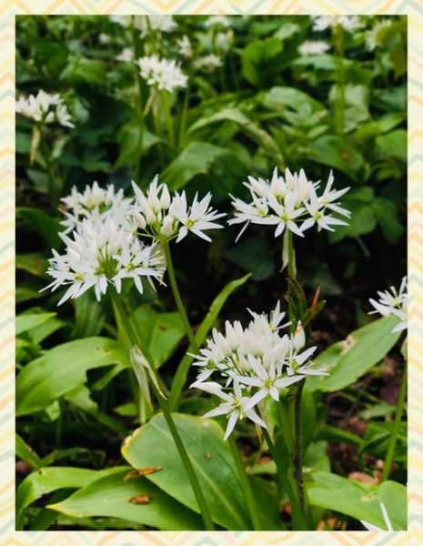 韭花酱怎么做_韭花酱保存多久-第2张图片-山城妙识