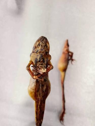 雪蛤多久吃一次_雪蛤一周吃几次最好-第3张图片-山城妙识