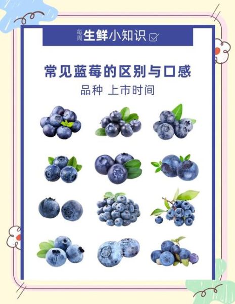 蓝莓哪个品种最好吃_蓝莓品种口感排行-第1张图片-山城妙识