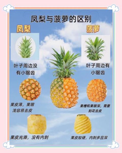 凤梨和菠萝哪个营养高_凤梨和菠萝的区别营养价值-第1张图片-山城妙识