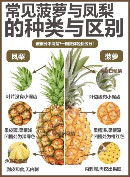 凤梨和菠萝哪个营养高_凤梨和菠萝的区别营养价值-第2张图片-山城妙识