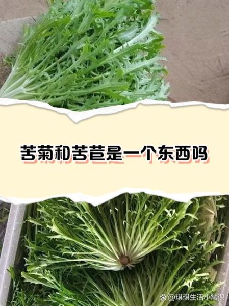 苦菊和苦苣的区别_苦菊苦苣哪个更苦-第3张图片-山城妙识