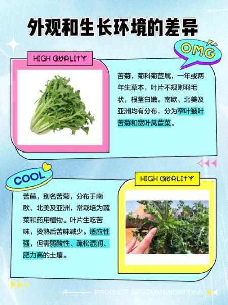 苦菊和苦苣的区别_苦菊苦苣哪个更苦-第1张图片-山城妙识