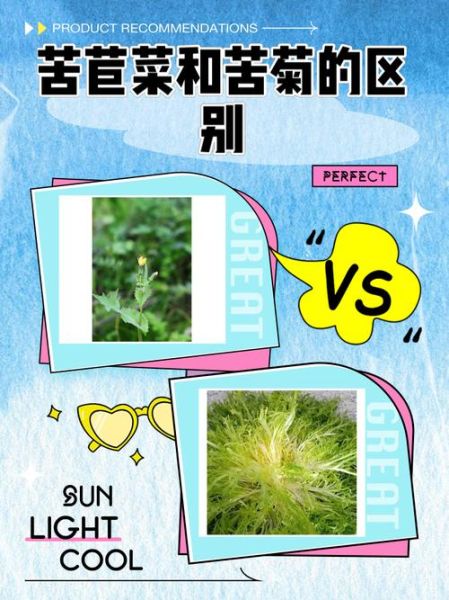 苦菊和苦苣的区别_苦菊苦苣哪个更苦-第2张图片-山城妙识