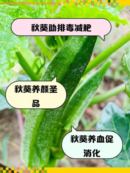 女人吃秋葵有什么好处_女人吃秋葵能减肥吗-第2张图片-山城妙识