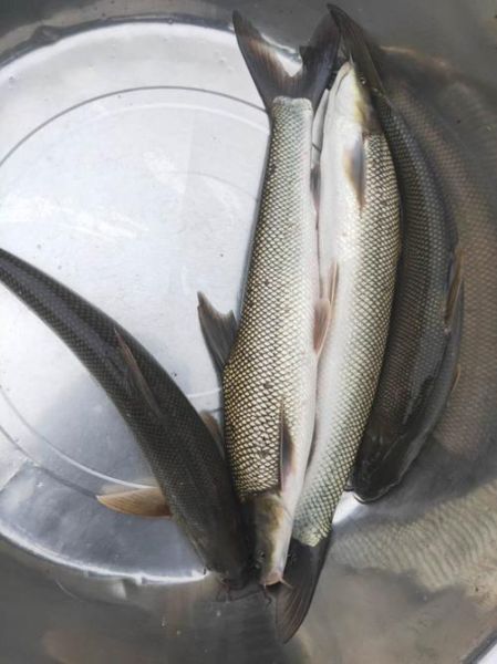 银鱼多少钱一斤_银鱼价格行情-第3张图片-山城妙识