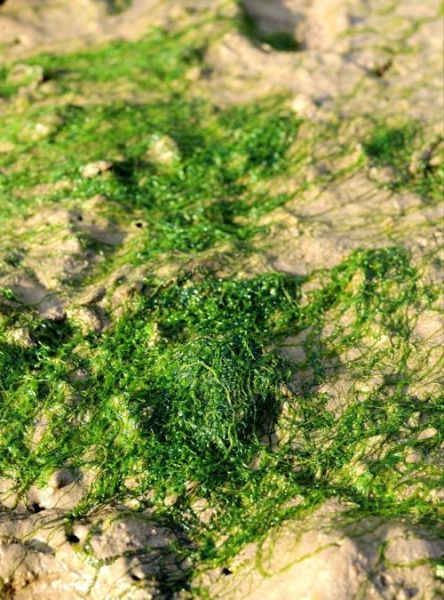 海菜有哪些种类_海带和紫菜的区别-第3张图片-山城妙识