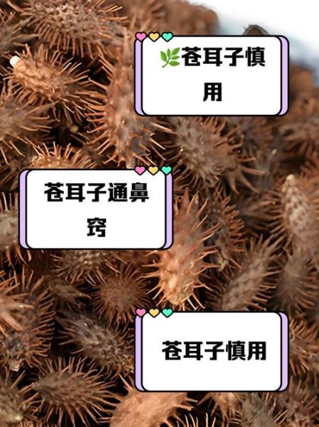 苍耳子煮多久才无毒_苍耳子怎么煮去毒-第1张图片-山城妙识