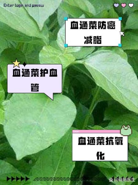 通菜功效与副作用_孕妇能吃吗-第1张图片-山城妙识 通菜功效与副作用_孕妇能吃吗-第1张图片-山城妙识