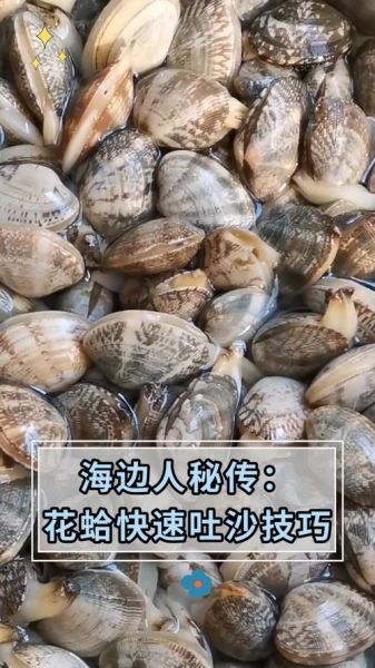 花蛤怎么吐沙子最快_花蛤吐沙最快的方法-第2张图片-山城妙识 花蛤怎么吐沙子最快_花蛤吐沙最快的方法-第2张图片-山城妙识