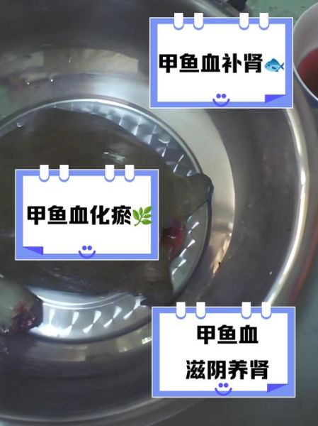 甲鱼血怎么吃最有营养_甲鱼血正确吃法-第1张图片-山城妙识