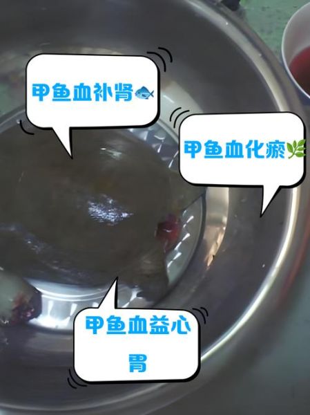 甲鱼血怎么吃最有营养_甲鱼血正确吃法-第2张图片-山城妙识