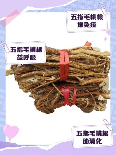 五指毛桃根的功效与作用_适合什么人吃-第1张图片-山城妙识