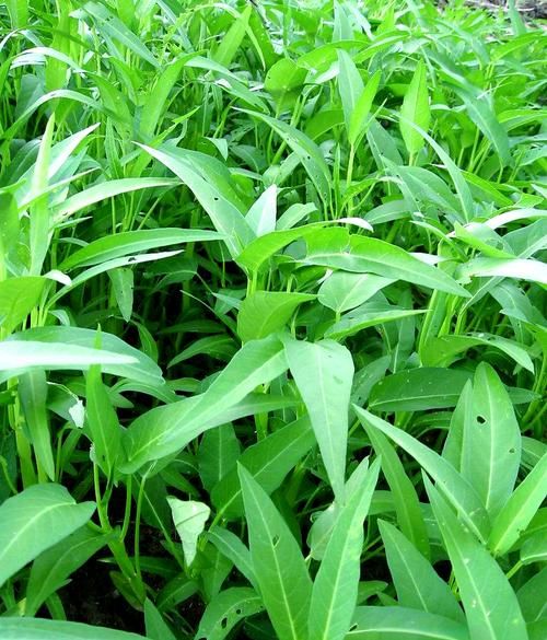 空心菜为什么不吃叶子_空心菜叶子能不能吃-第1张图片-山城妙识