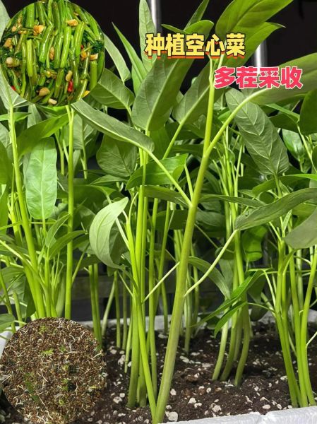 空心菜为什么不吃叶子_空心菜叶子能不能吃-第3张图片-山城妙识
