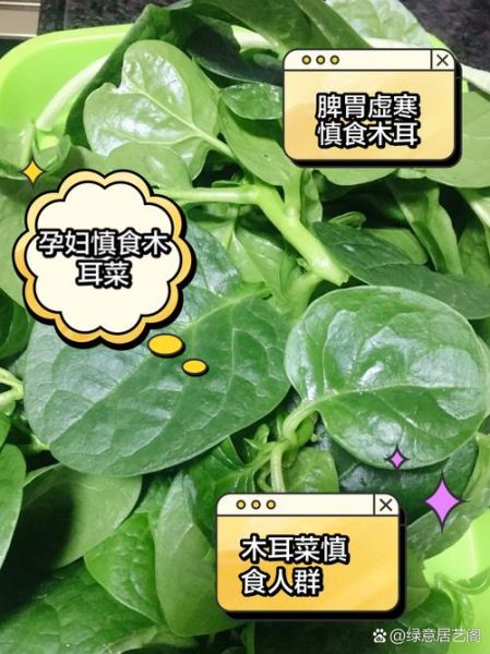 孕妇能吃木耳菜吗_木耳菜对胎儿有影响吗-第3张图片-山城妙识