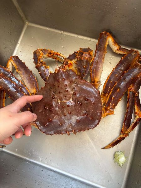 阿拉斯加蟹多少钱一斤_2024最新价格-第3张图片-山城妙识