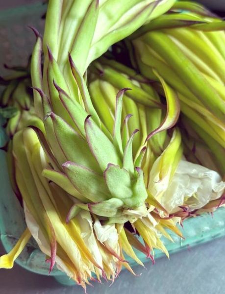 火龙果花怎么吃_火龙果花做法大全-第1张图片-山城妙识