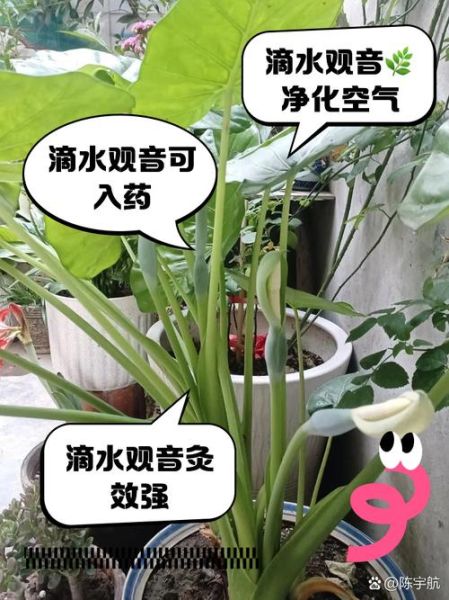 滴水观音有毒吗_滴水观音怎么养-第1张图片-山城妙识