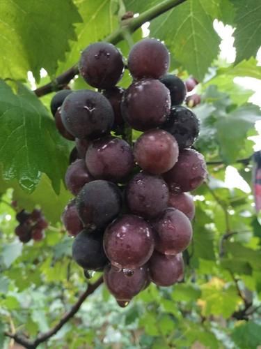 中国十大葡萄品种有哪些_哪个最好吃-第3张图片-山城妙识